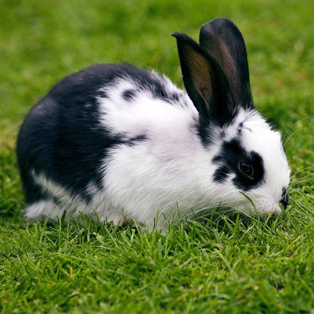 Exotic Pet Grooming in Westchester County, NY