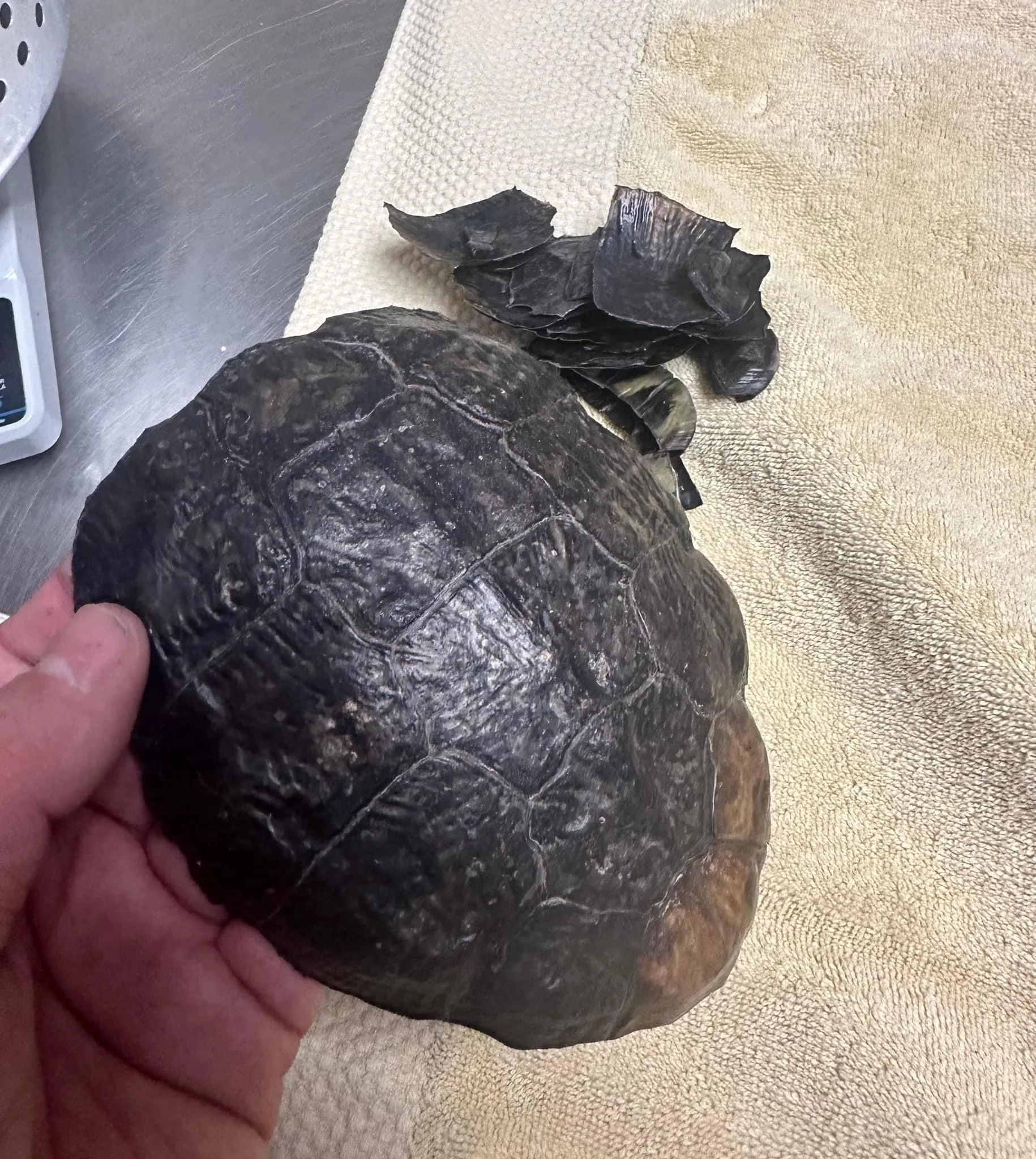 Did You Know That Turtles Shed? - Veterinary Center for Birds and Exotics