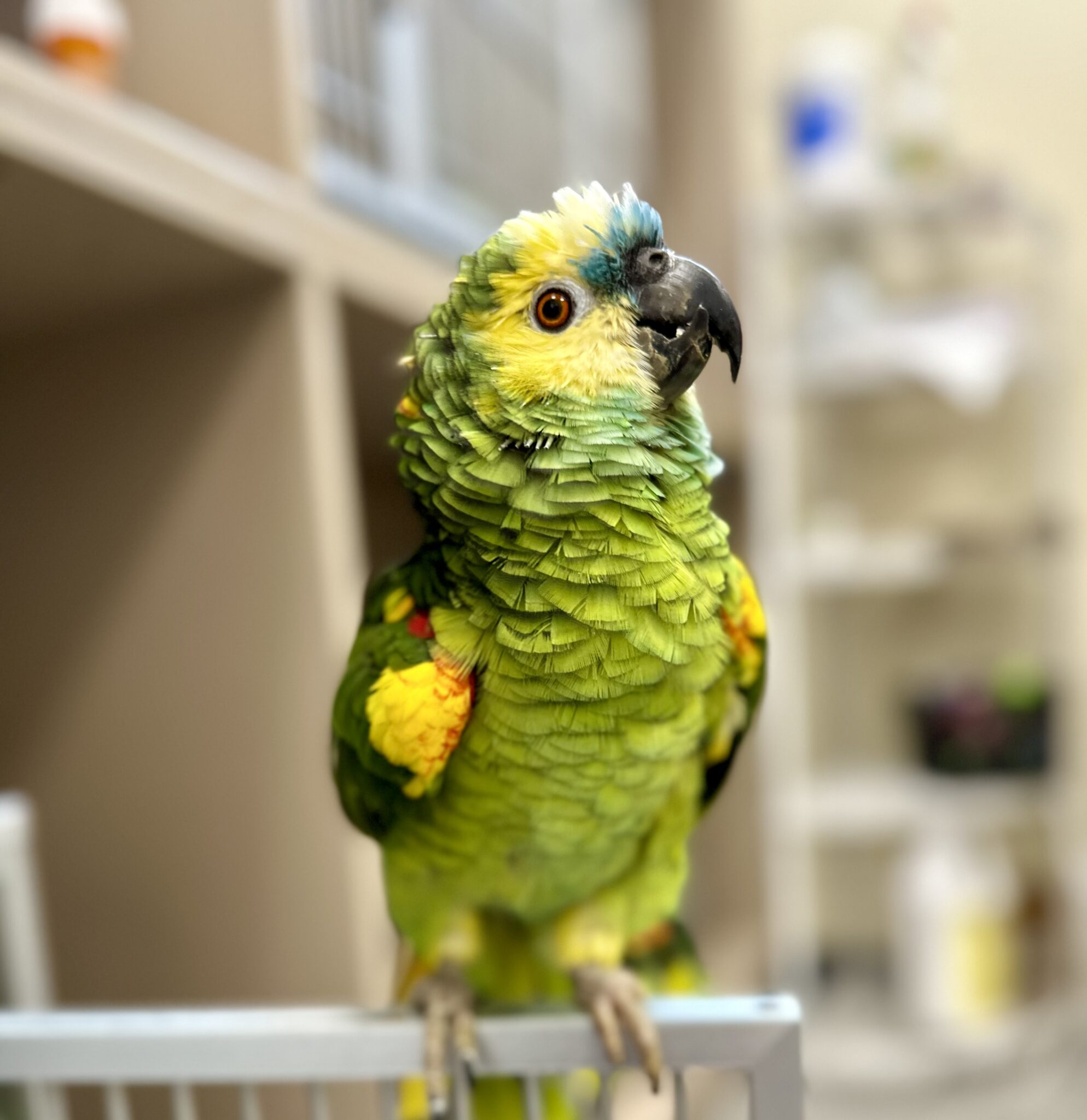 Exotic Vet Near The Bronx, NY - Veterinary Center for Birds and Exotics